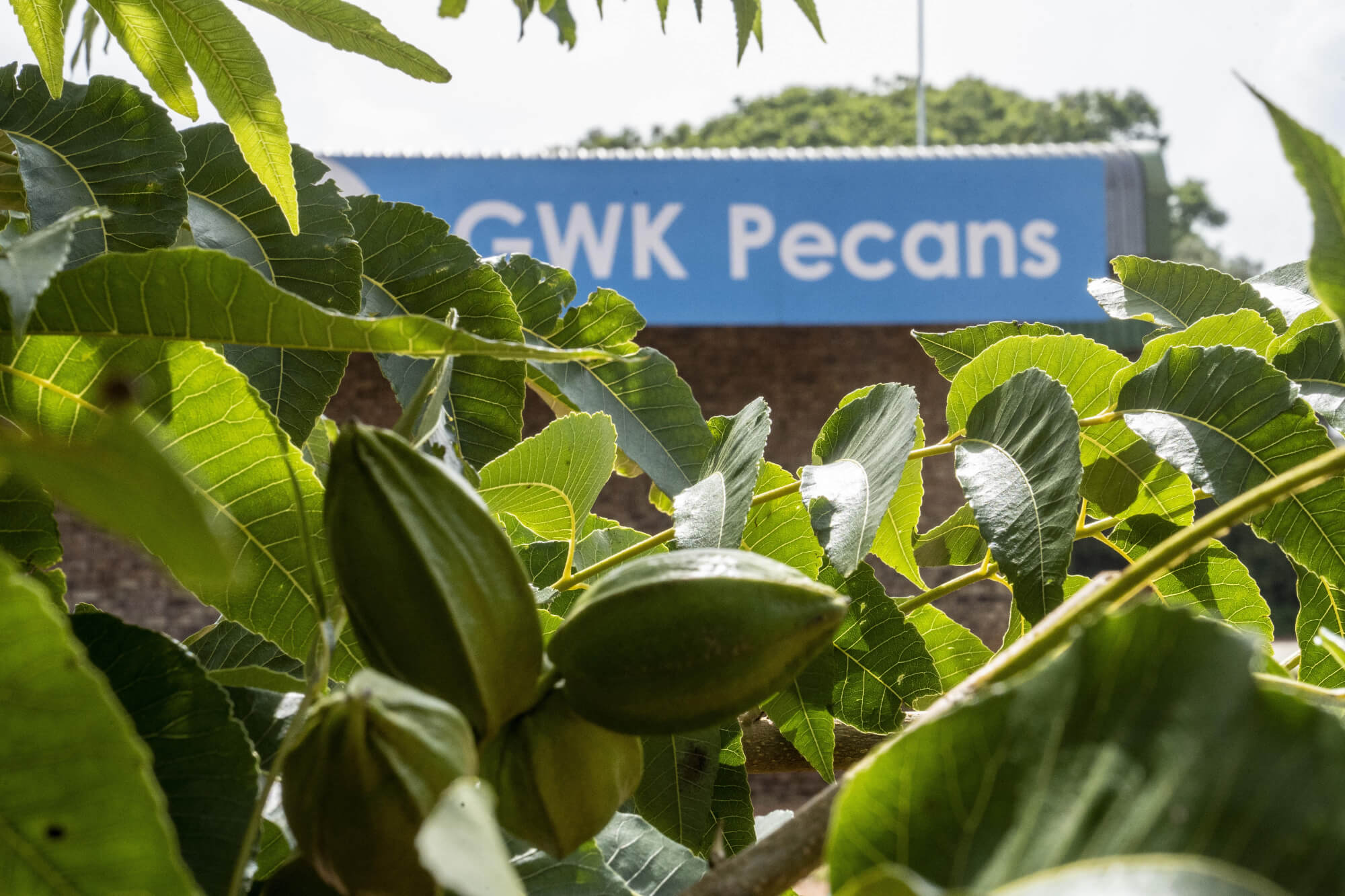 GWK Pecans